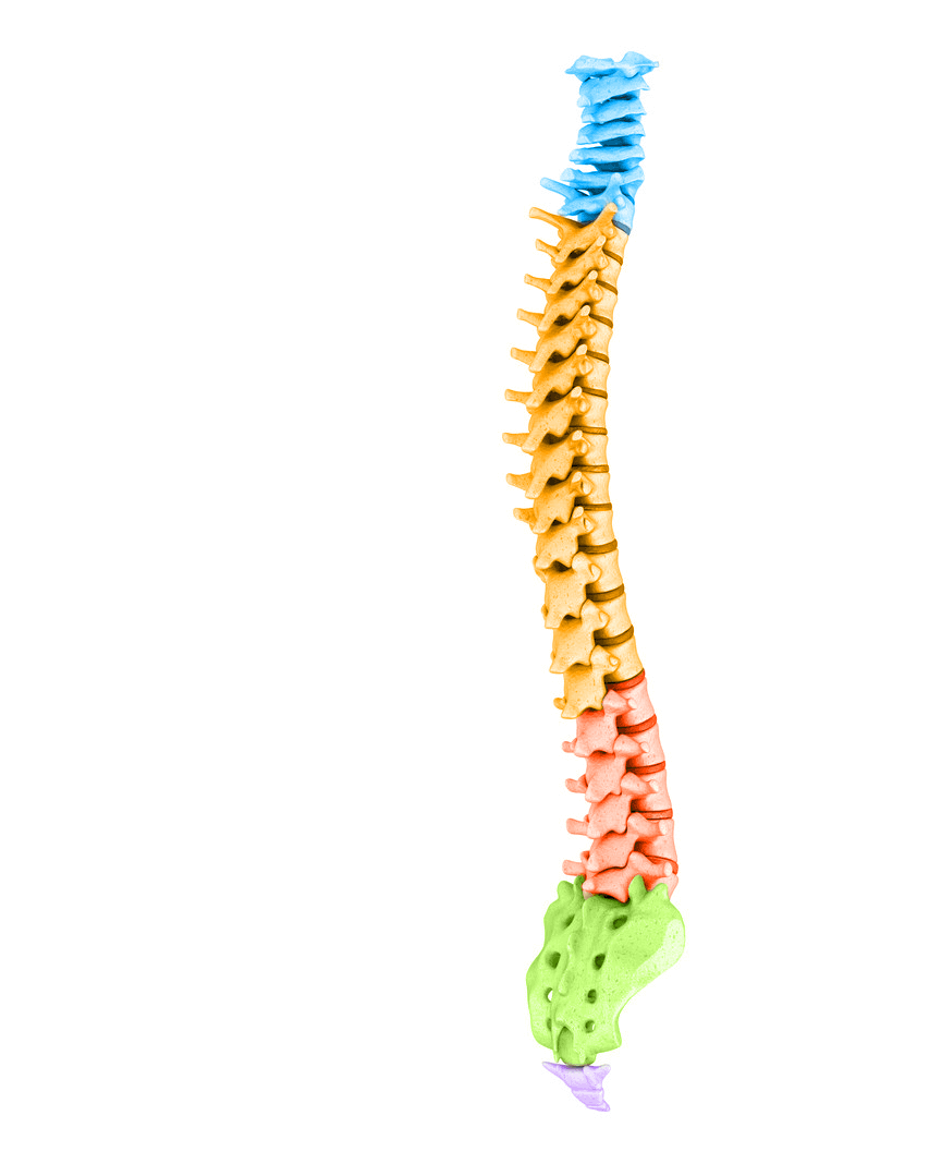 Spine Simulator | Northstar Integrated Health & Physical Medicine Center